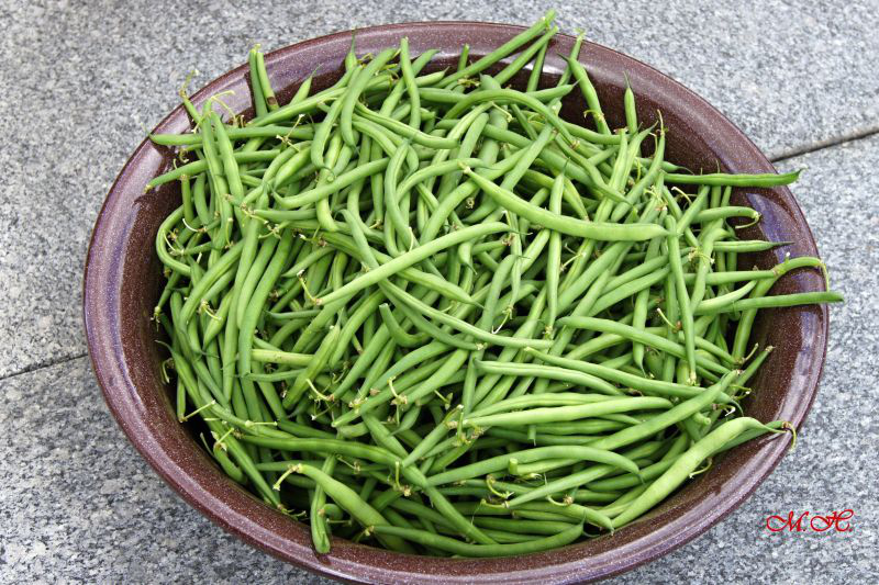 Fazol obecný | Vaříme s Marcelou