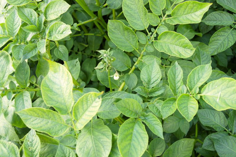 Brambory – zdroj látek prospěšných pro náš organizmus | Vaříme s Marcelou